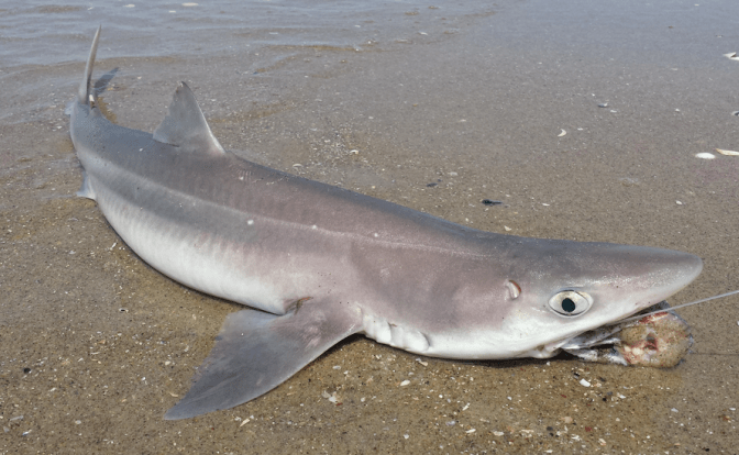 Dogfish Bay (AKA Kendrick Island), Valdes Island, BC, Canada… 9/15/23 ...